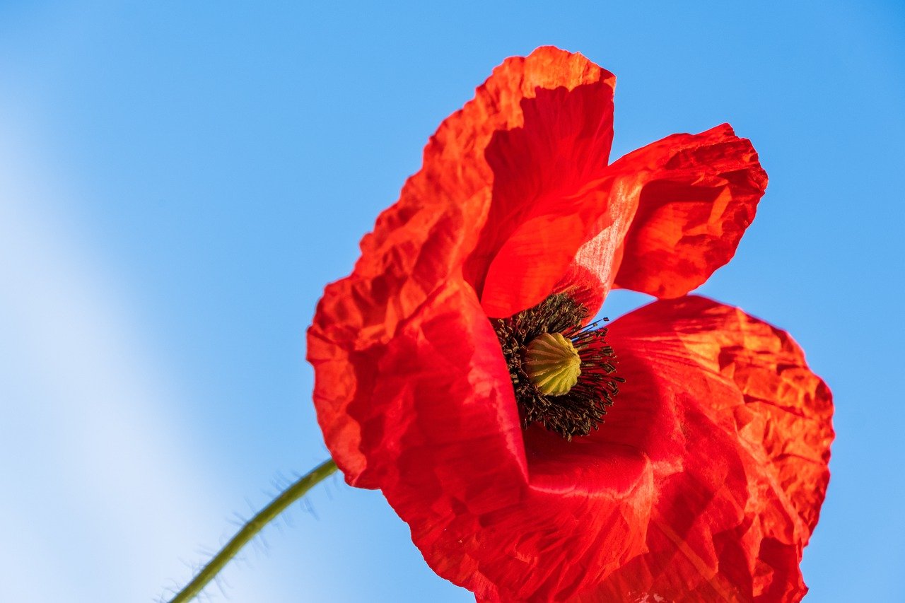 Behind the Controversy of the Rainbow Poppy – Titan Times